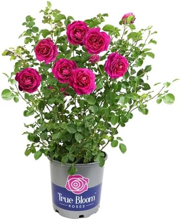Amazon.com : True Bloom 'True Serenity' Pink Rose Bush, Live Roses ...