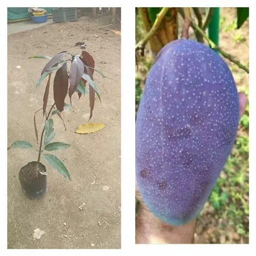 Black Stone Mango Fruit Tree Plant, Hybrid Grafted Baromashi All Time ...