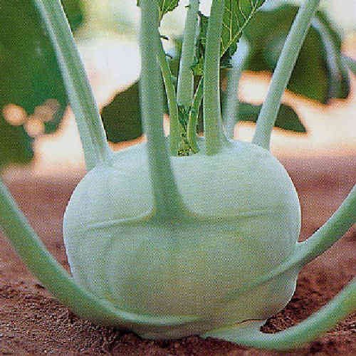 Creative Farmer Vegetable Seeds Navil Koos Seeds - Kohlrabi ?Seeds ...