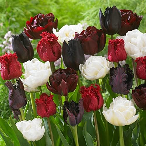 Tulpenzwiebeln Burgundy White Mix (20 Zwiebeln) exklusive schwarze ...