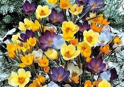 Amazon.com : 30 Crocus Bulbs - Mixed Color - One of First Bulbs to ...