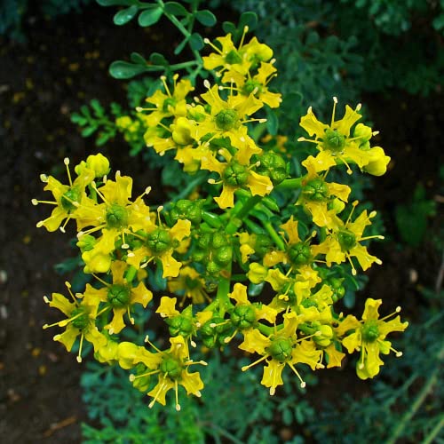 Ruta graveolens - How to grow & care