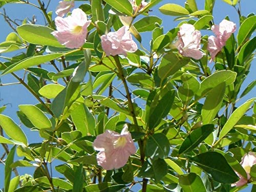 Buy EdensField creepers and climbers Tecoma climber pink flowering ...