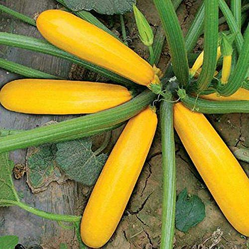 80st Geel Zeldzaam Courgette Zaden Non-GMO Heirloom Groente Zaadtuin ...
