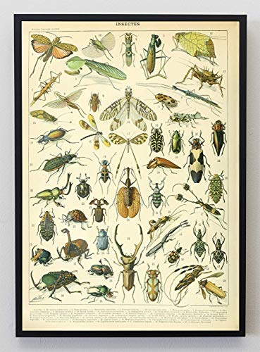 Lámina ilustraciones de insectos pertenecientes a la Noveau Larousse ...