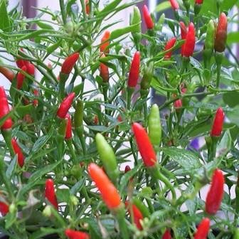 Creative Farmer Vegetable Seeds Kanthari Mulaku Thai Pepper Seeds ...