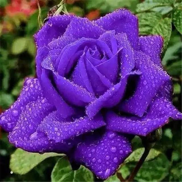 Royal Paradise Garden Rare Rose " Variety : 19" Exotic 20 Seeds for ...
