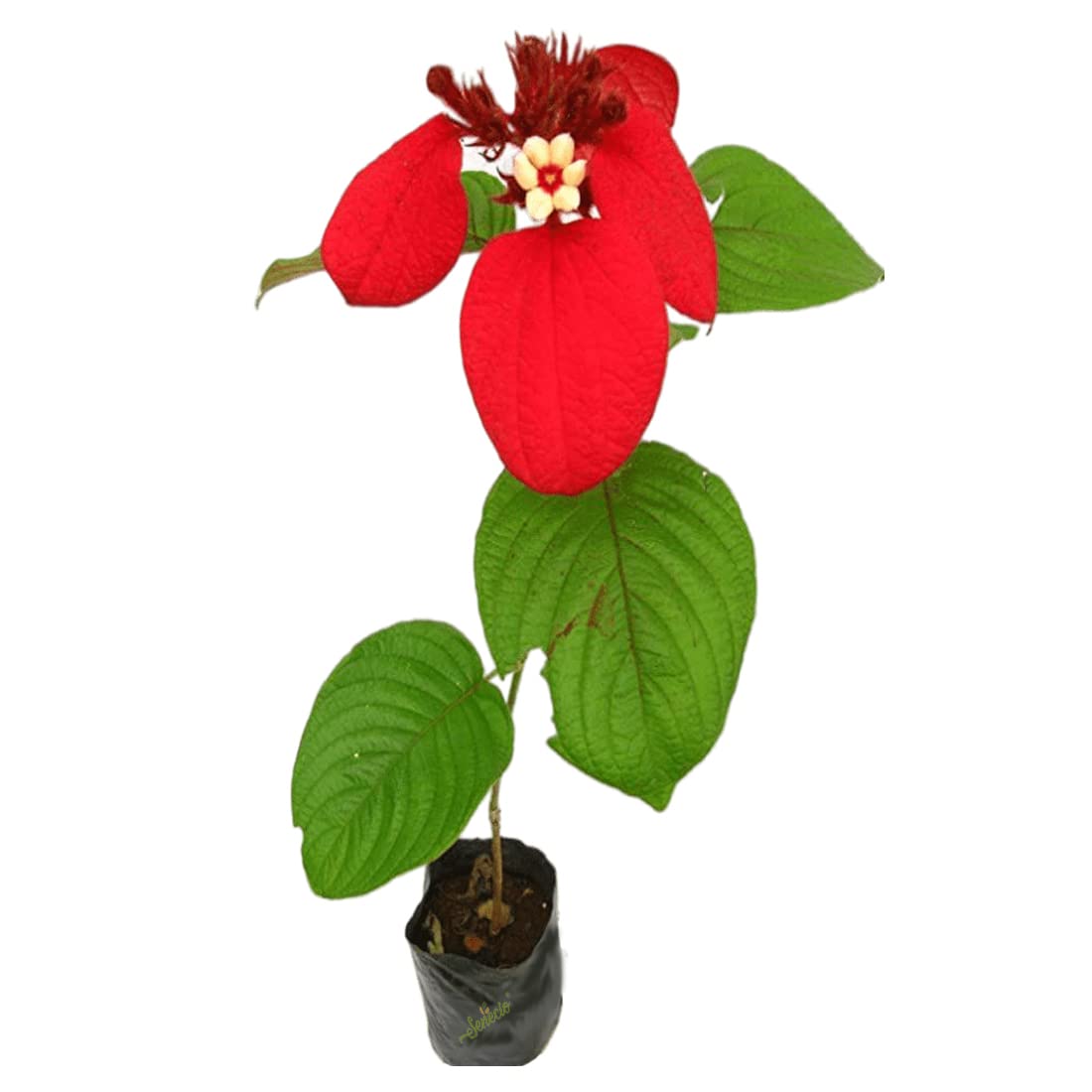 SENECIO Red Mussaenda Lutea Leaf Wing Mithai Phool Tropical Dogwood ...
