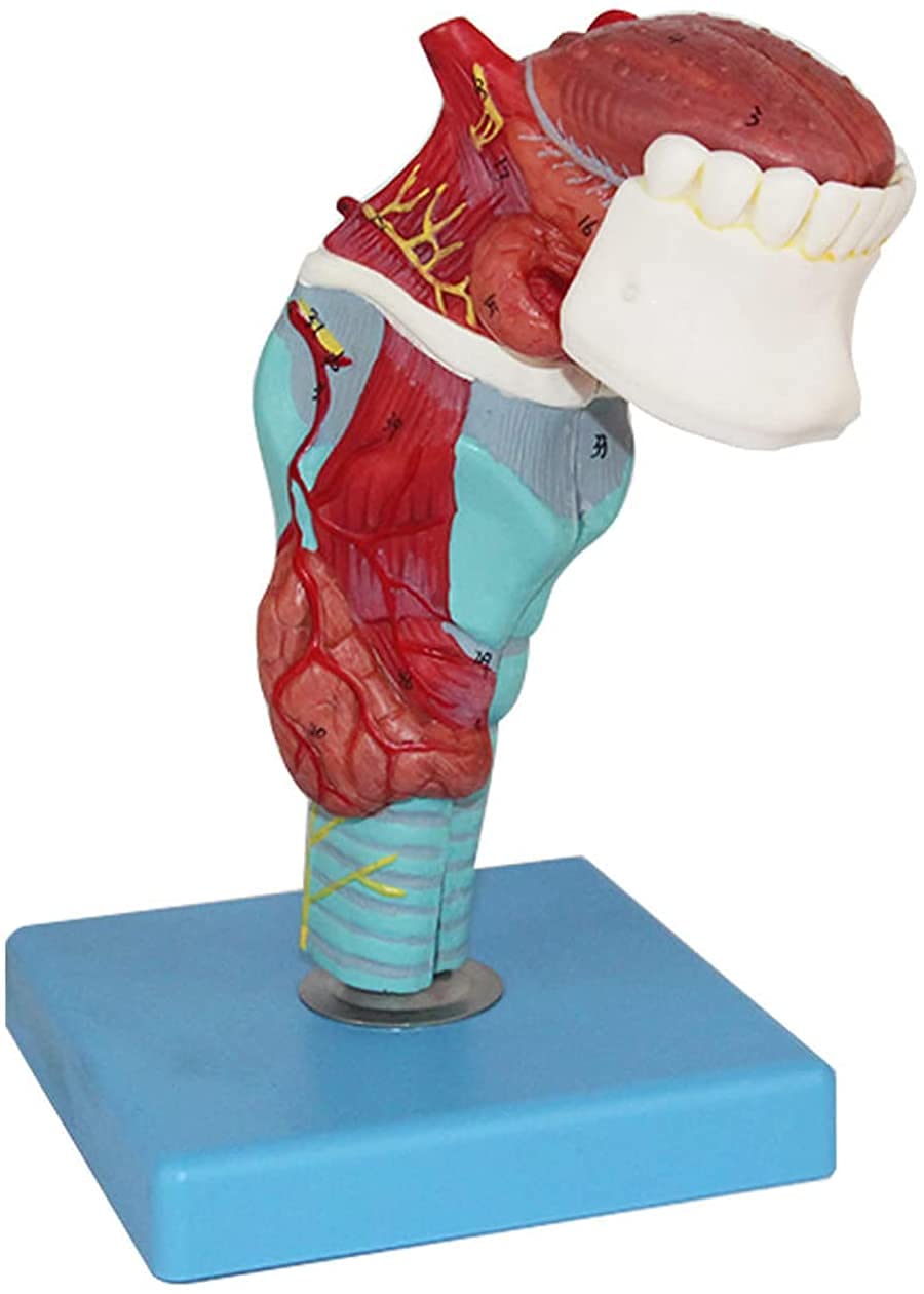 Teeth And Larynx Model Labeled