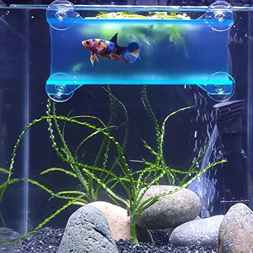 Top 3 Best Floating Betta Log For Your Tank - Animals Log