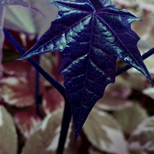 Écouter Astral Gate de Matthew Bertram sur Amazon Music