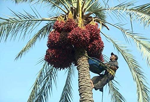 Vixenssell Live Date/Khajoor/Khajur Fruit Plant - 1 Live Healthy Plant ...