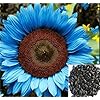 Amazon.com : 50pcs Bright Blue Sunflower Seeds - Dwarf Varieties for ...