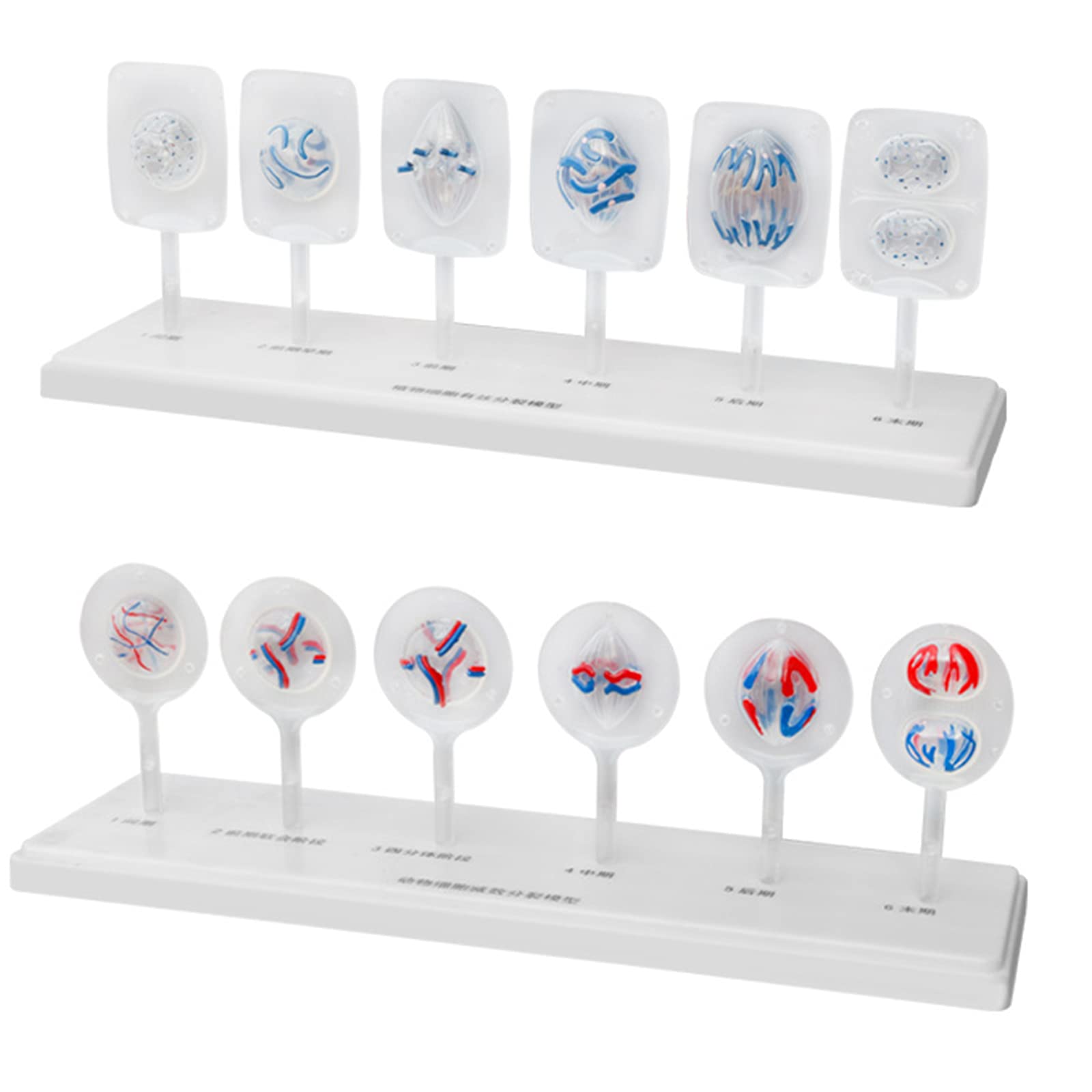 Meiosis Foldable Science Cells Biology Classroom