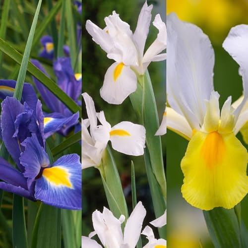Carbeth Plants - 75 x Iris Spring Bulb Mix - Mixed Spring Summer ...