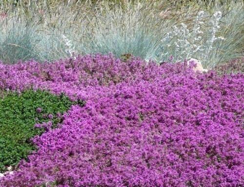Peseux 7001 Red Creeping Thyme Semillas De Tomillo Rastrero (500 ...