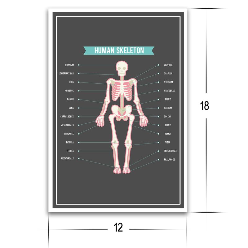 Labeled Human Skeleton Human Skeleton Label Human Body Diagram