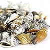Amazon.com: Super Z Outlet Sea Shells Mixed Beach Seashells - Various ...