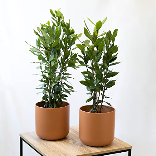 Precio del laurel en maceta: descubre las mejores ofertas y variedades ...