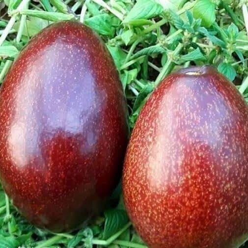 GreenWorld Special Diamond Red Variety Avocado Plant,Unique Variety ...