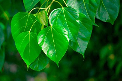 Creative Farmer Sacred Fig Ficus Religiosa - Arayal Seed Packets Tree ...