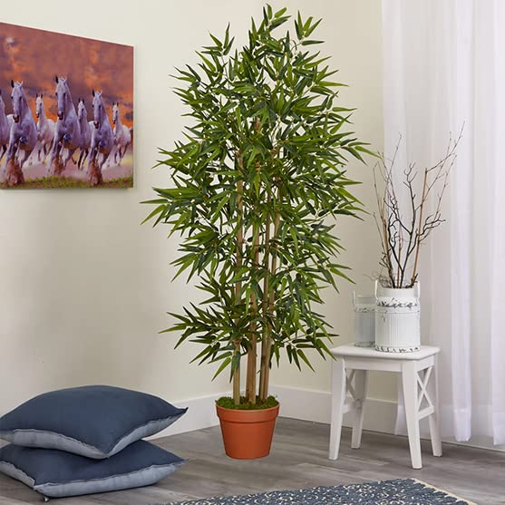 Cloud Farm Rare Live Golden Chinese Bamboo Plant, Decorate Both Indoor ...
