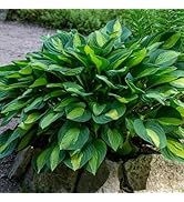 Amazon.com : Floranza Hosta Seeds – 200 Blue with Metallic Shine Hosta ...