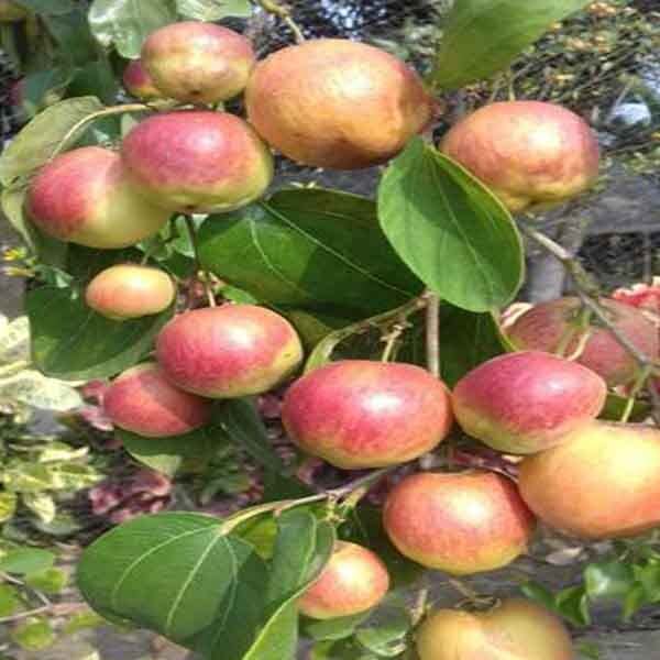 Nursery Live Apple Ber Thai Seedless Apple Ber Plant Grafted Healthy ...