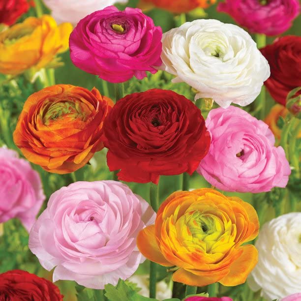 5 Bulbs Mix Ranunculus For Home Gardening by Udanta Seeds : Amazon.in ...