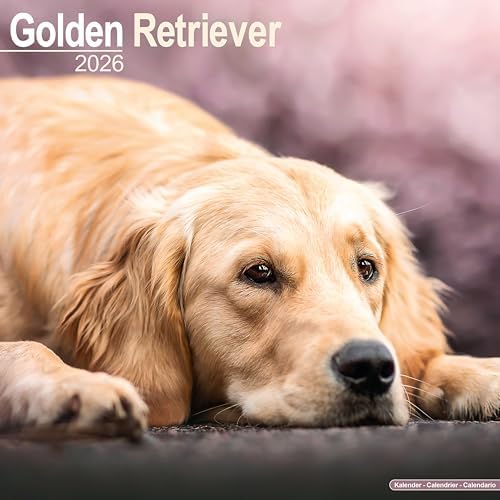 Golden Retriever Calendar 2026 Square Dog Breed Wall Calendar - 16 ...