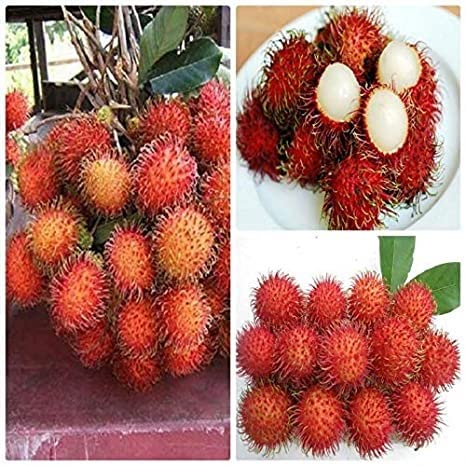 Cloud Farm Live Rare Red Rambutan Hybrid Exotic Fruit Seedling Live ...