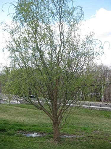 Amazon.com : Potted Golden Curls Corkscrew Willow Tree (6-10")(Salix ...
