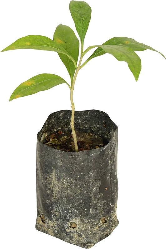 Natural F1 Herbal haritaki/Kadukkai/harde whole/terminalia chebula ...