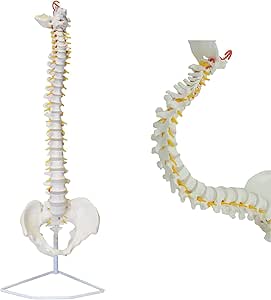 Flexible Spine Model with Stand Human Skeleton Spine Model 78Cm Life ...