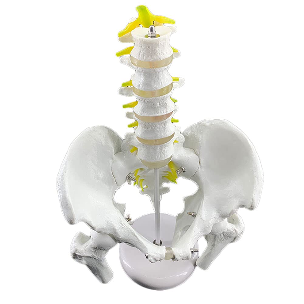 Buy Anatomy Pelvis with Spine Models Of The Lumbar Spine Model Anatomy ...