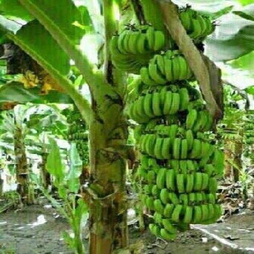 Vixenssell Live Plant - Rare" Kerala Nentran/Etha Vazha" Variety Banana ...