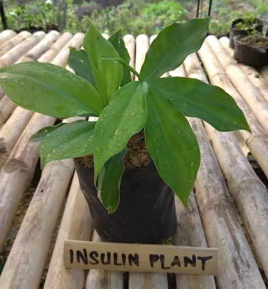 Buy Cloud Farm Live Insulin Plant/Costus Igneus Plant For Diabetes ...