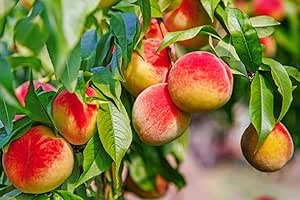 Amazon.com : Florida King Peach Tree, 4Ft to 5Ft, Tropical Peach Fruit ...