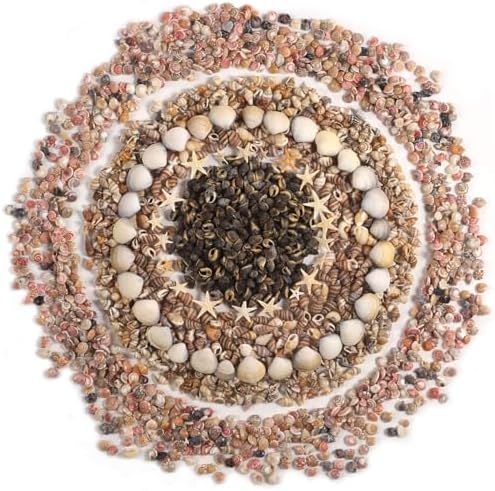 Amazon.com: Tumbler Home Sea Shells for Crafting, 40pcs of Small Shells ...