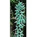 Amazon.com: Best Garden Seeds Orginal Ixia Viridiflora Seeds, only 1 ...