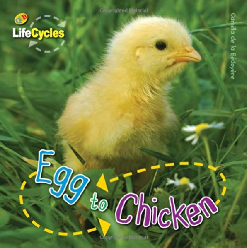 Lifecycles: Egg to Chicken: Camilla De Bedoyere: 9781848351707: Amazon ...