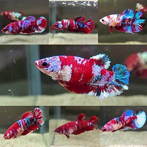 10 Must-Have Products for Your Female Koi Betta: A Complete Buying ...