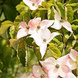 ・ブランド:ＩＴＡＮＳＥ・製造元/メーカー部品番号:ヤマボウシ・源平ヤマボウシは白花にうっすらとピンク色が入る品種です。白からピンクに変化する花色の変化が楽しめます。花径は約5cm程度です。樹が生長し花数が多くなると、1本の木からピンクと白...