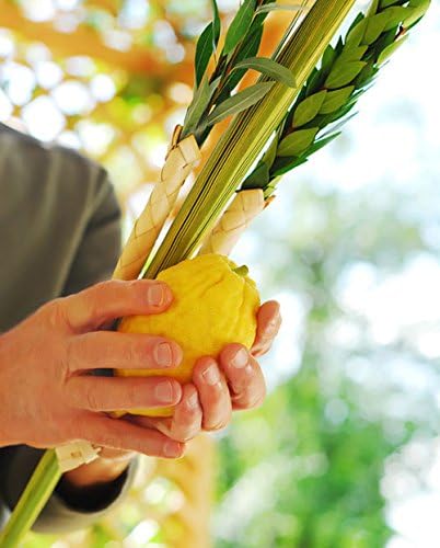 Amazon.com: Kosher Certified Lulav and Esrog Etrog Set For Sukkos ...