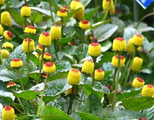 Urantex spilanthes paniculata sapling plant, toothache plant, akarkar ...