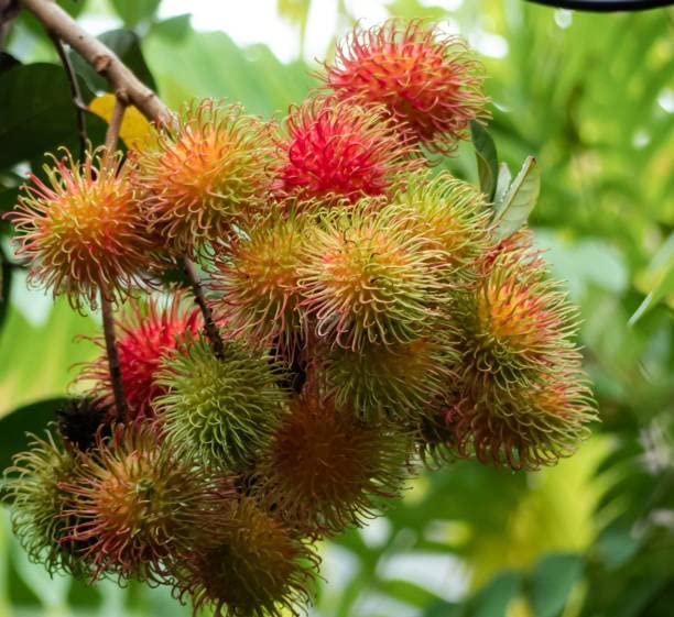 Cloud Farm Live Rare Yellow Rambutan Hybrid Exotic Fruit Seedling Live ...