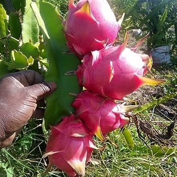 GreenEarth Original Pink Dragon Fruit Plant (PACK OF 2) Pink skin with ...