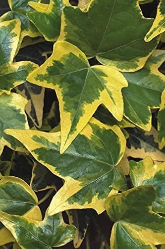Climbing Ivy Plant 'Goldchild' in a 9cm Pot - Climbing Vine Ready to ...