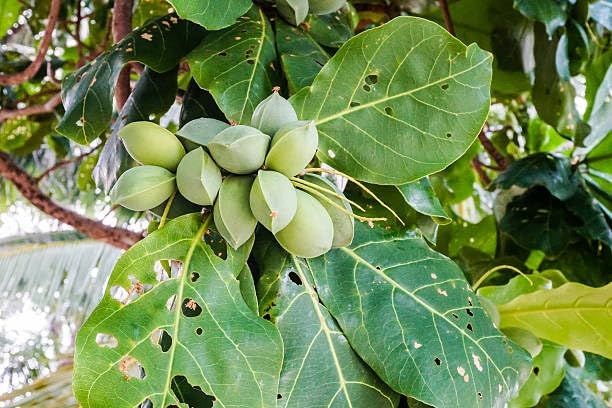 Golden Bloom Badam Tree, Indian Almond Tree Hybrid, Terminalia catappa ...