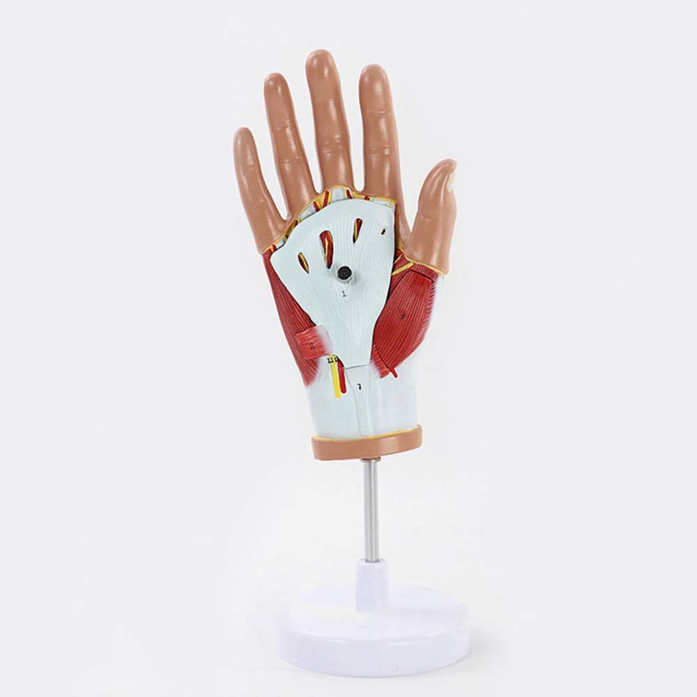Buy 3D Scientific Anatomy Hand Muscle Anatomical Model Tendon Model ...